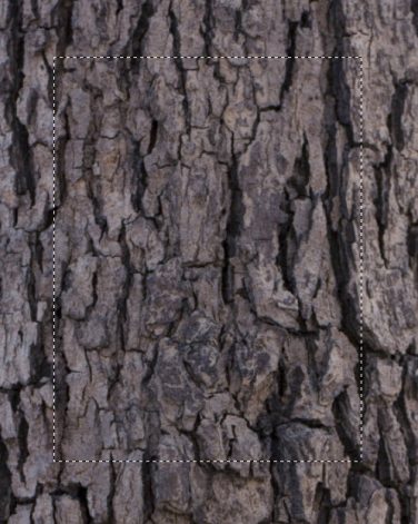 Create Face Wrapped with Tree Bark Texture in Photoshop